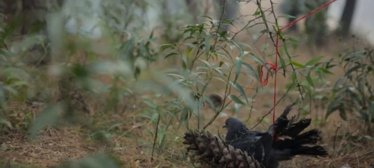 Short Film Review: Selected At Oscar Qualifying Festival, ‘Pashi’ Is ...